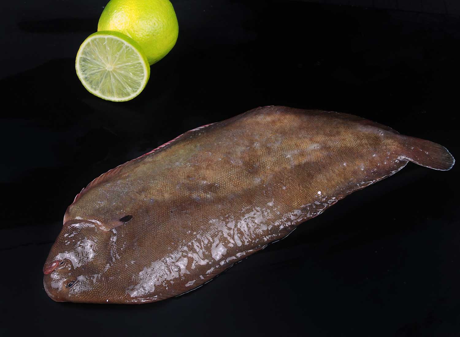 Llenguado - ventsetmarees.com